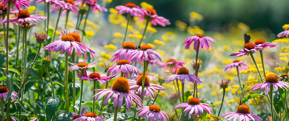 What’s the Difference Between Annual & Perennial Plants? | Bloom’n ...
